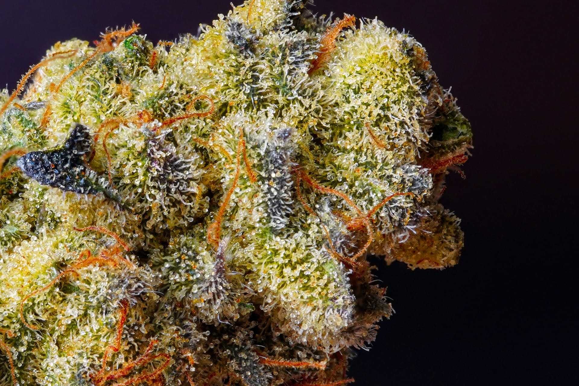 What Does Hybrid Weed Do on Chronic Pain: Insights and Considerations